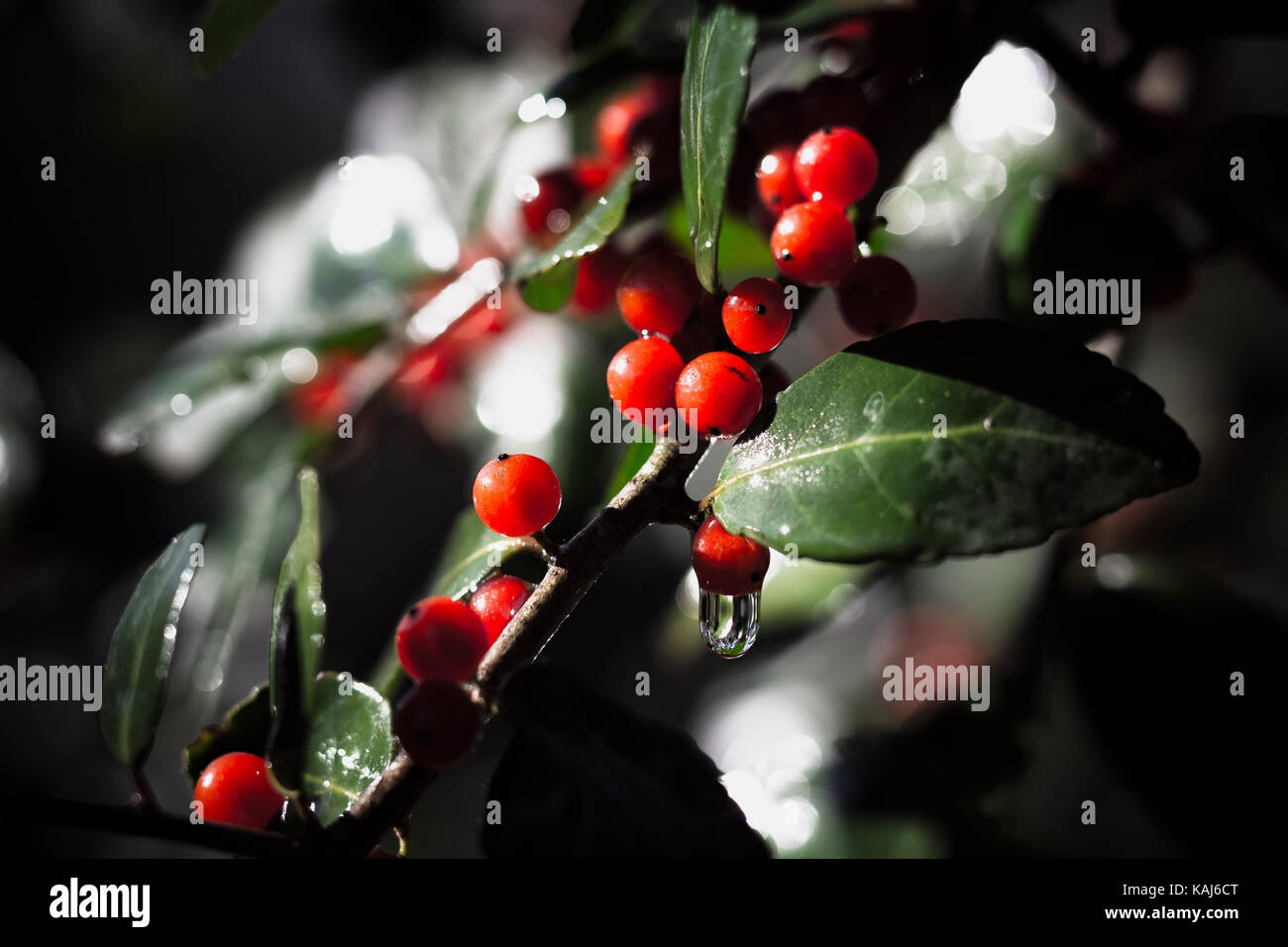 Red Berries in the Rain Stock Photo - Alamy