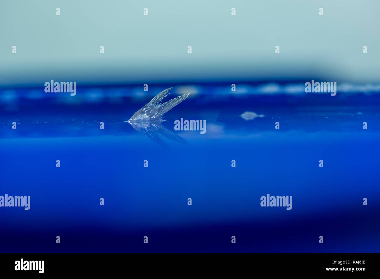 Brine solution hi-res stock photography and images - Alamy