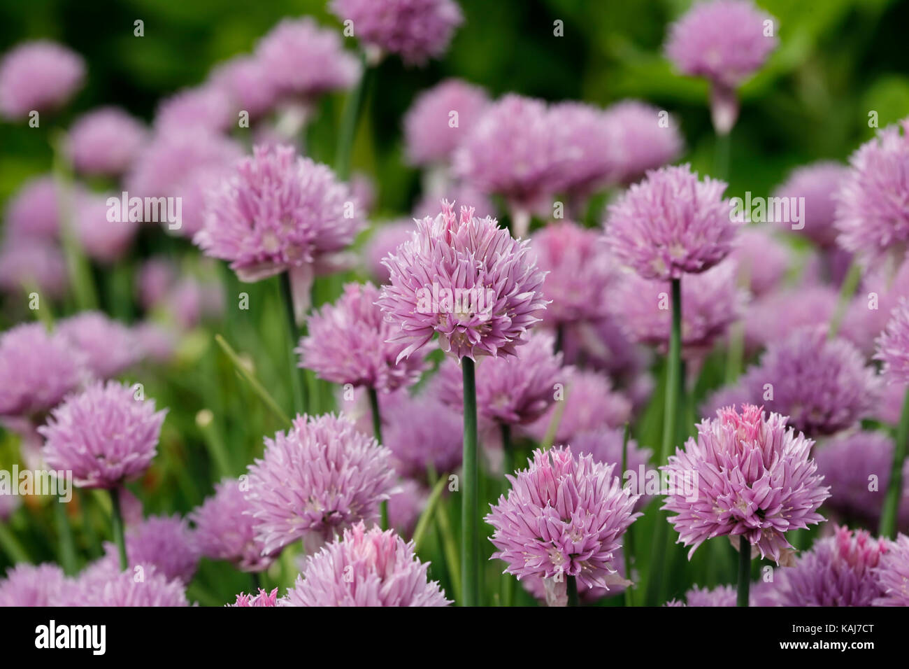 Chives stalks hi-res stock photography and images - Alamy