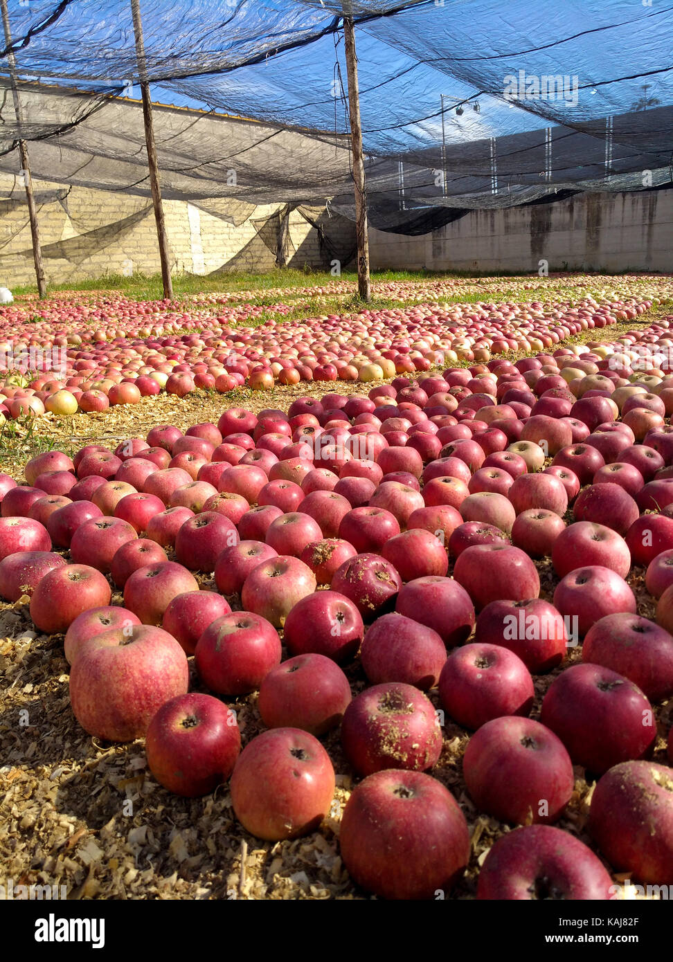 Little italian apple called annurca matured in straw in the sun Stock ...