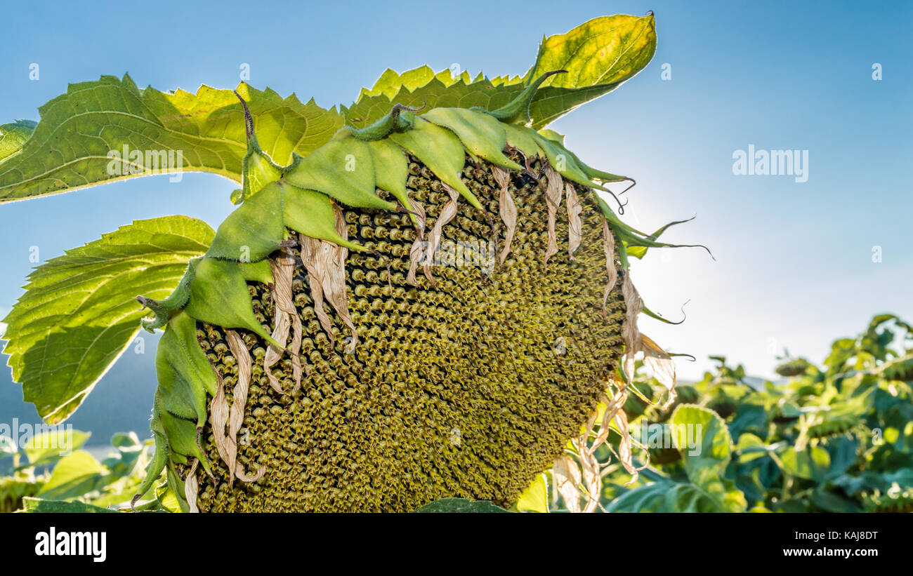 Sunflower flash hi-res stock photography and images - Alamy