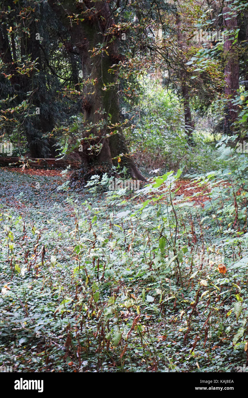 Changing colour leaves hi-res stock photography and images - Alamy