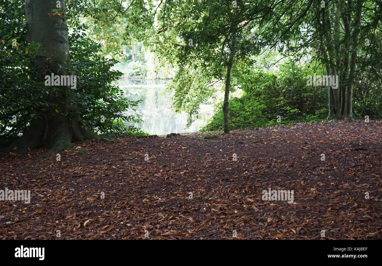 Stewart Park Middlesbrough Sun Shining through the trees in a leafy ...
