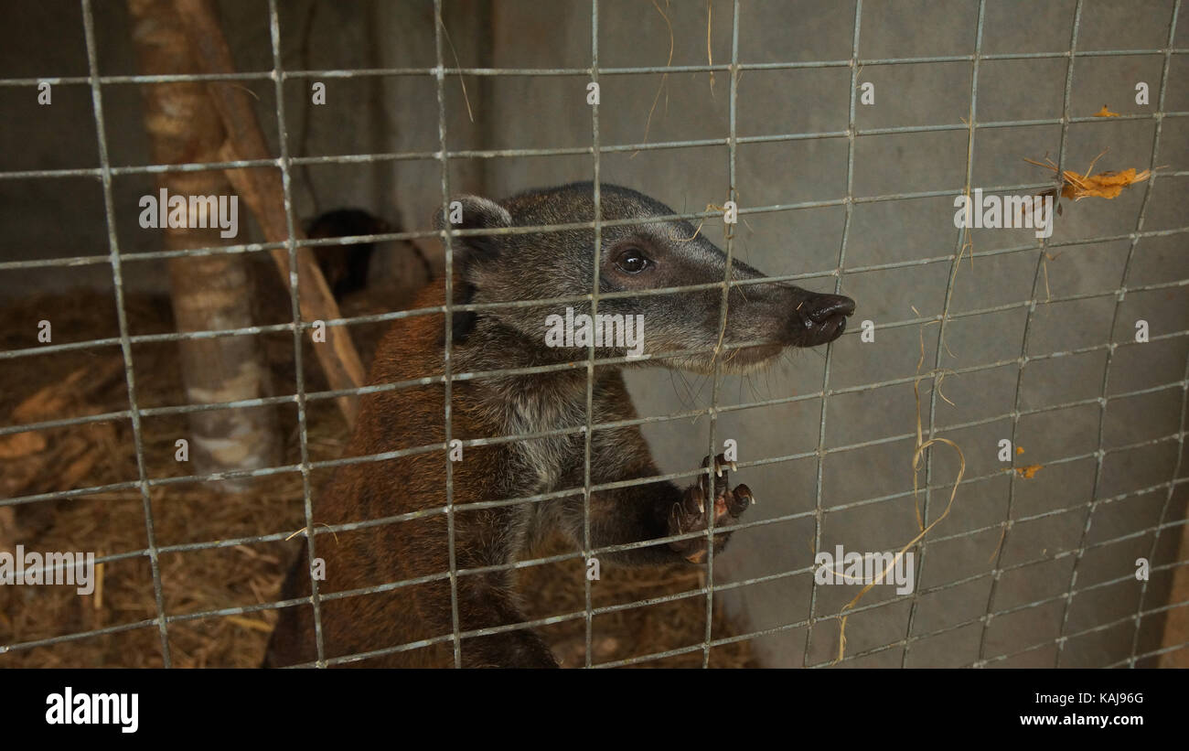 South American coati or ring-tailed coati inside a cage in Ecuadorian ...