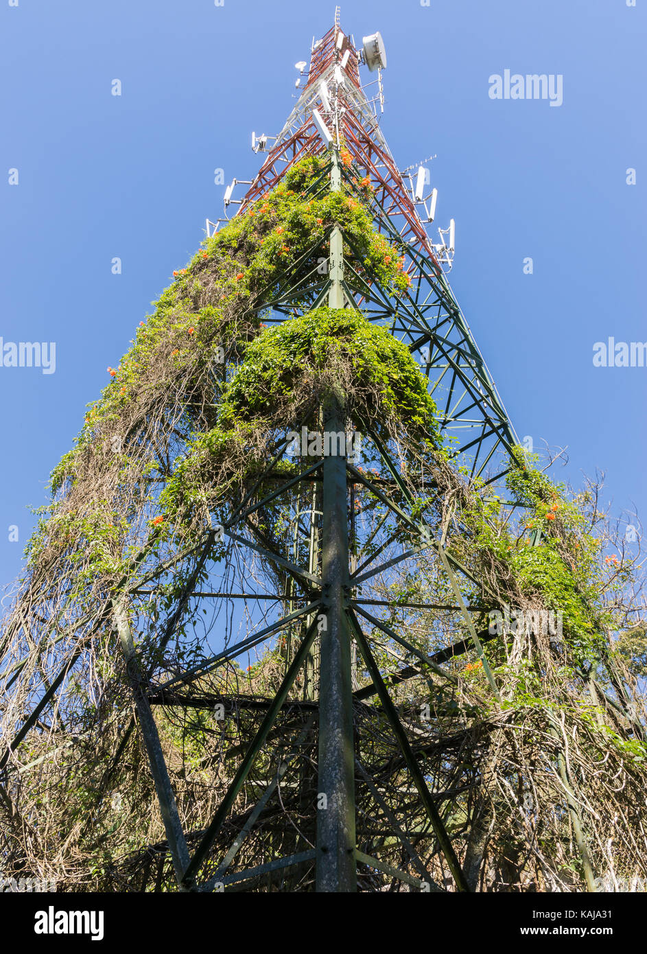 Large telecomunication tower with the plant on the metal structure of ...