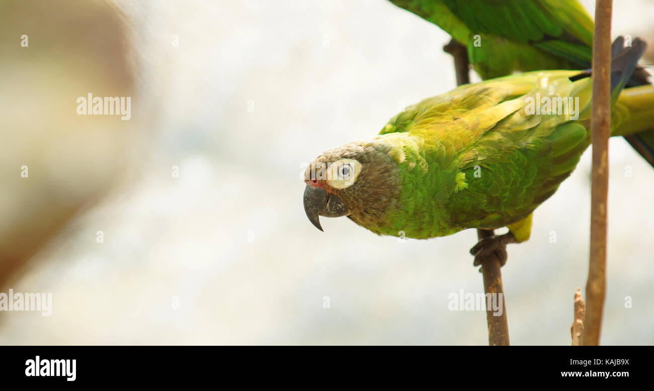 Parrot tropical rainforest hi-res stock photography and images - Alamy