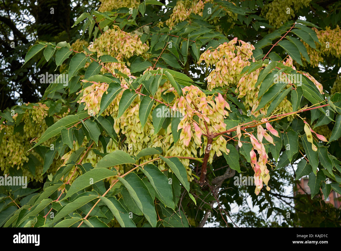 Tree heaven ailanthus chouchun ailanthus hi-res stock photography and ...