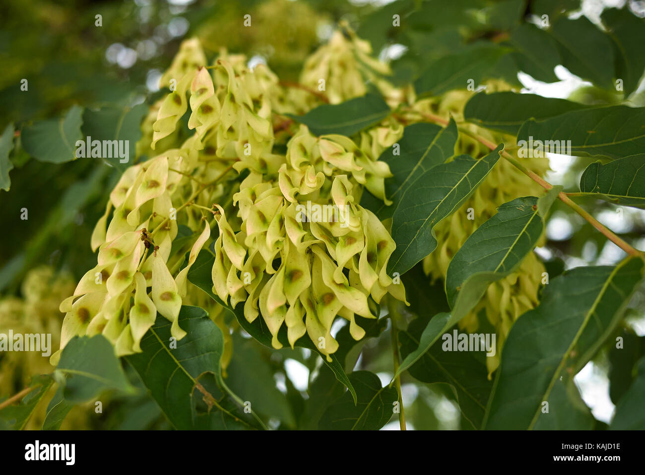 Ailanthus tree hi-res stock photography and images - Alamy
