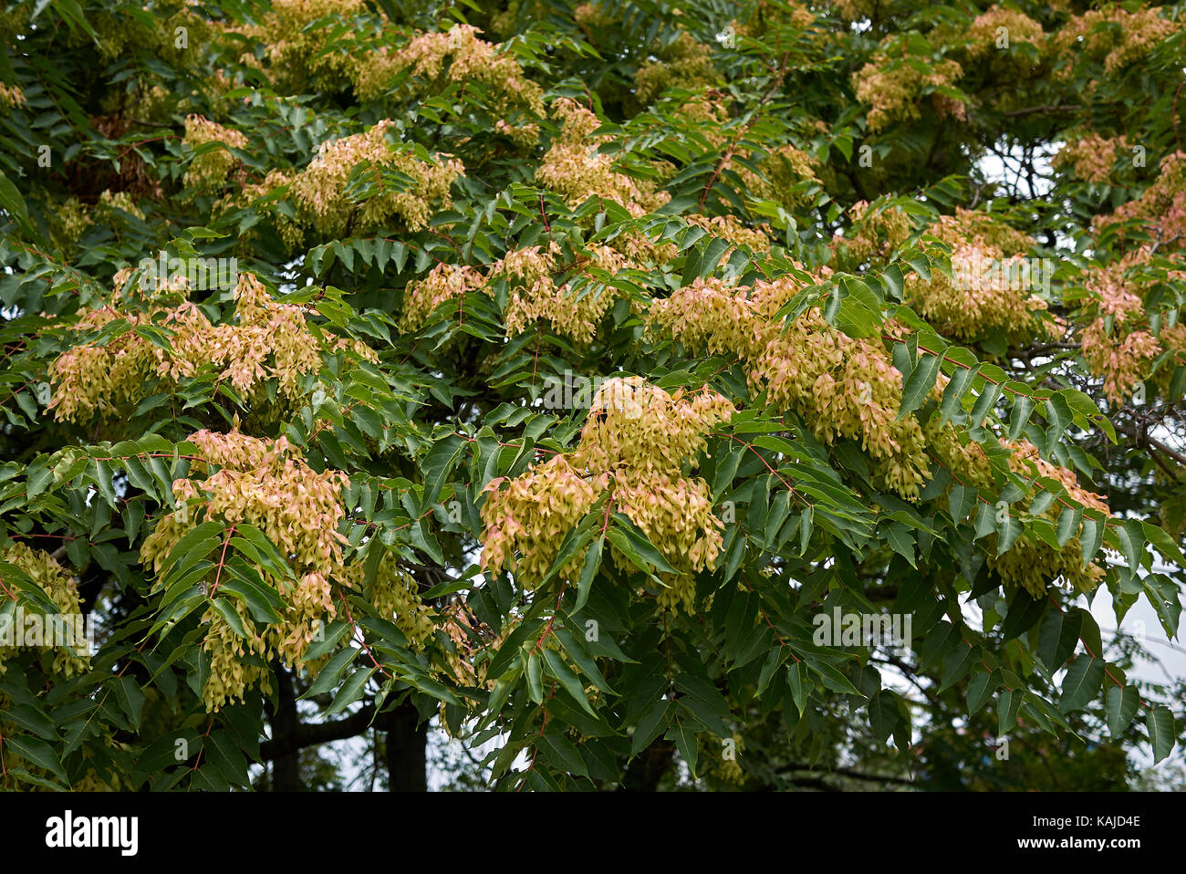 Tree heaven ailanthus chouchun ailanthus hi-res stock photography and ...