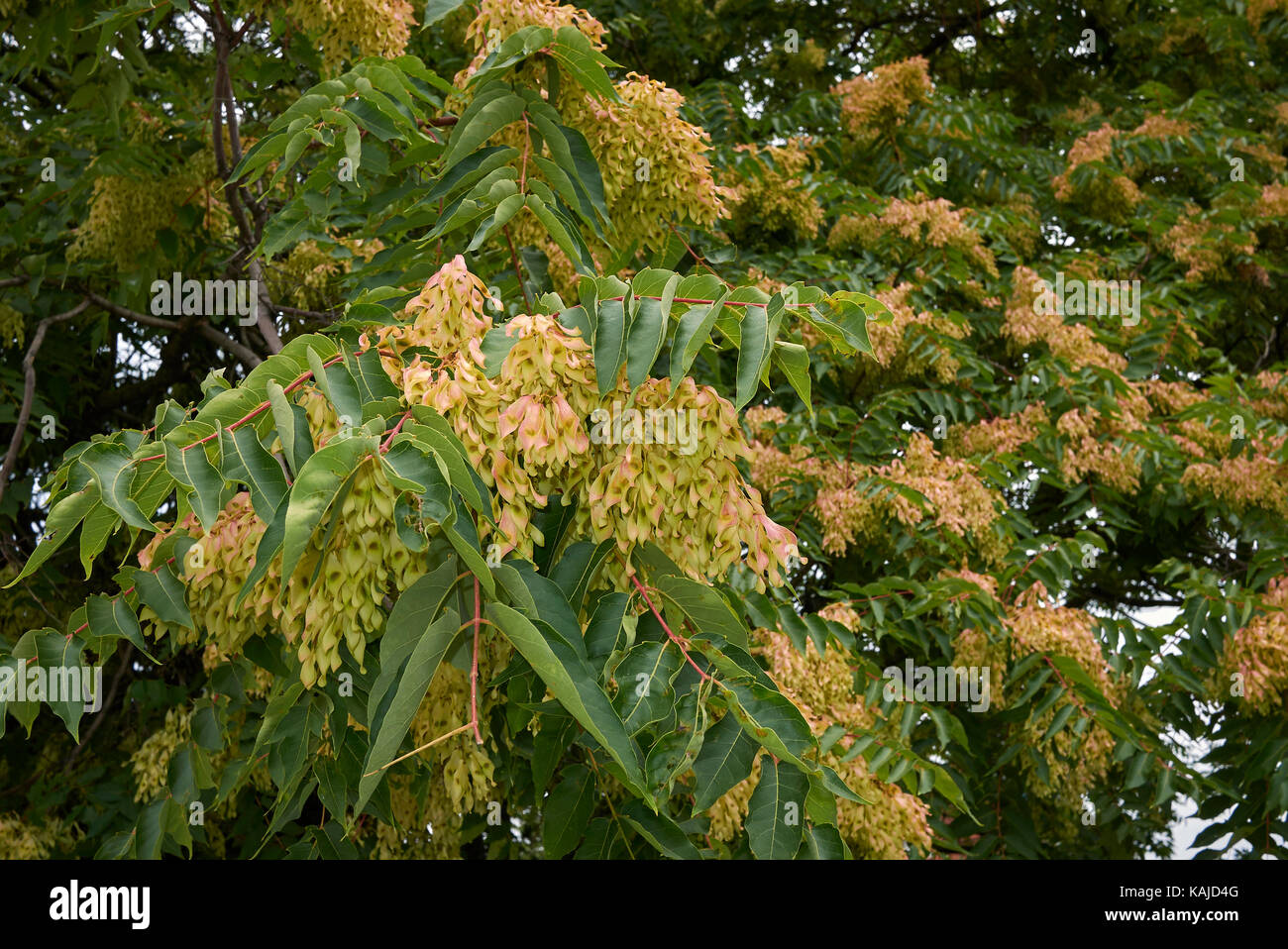 Ailanthus tree of heaven hi-res stock photography and images - Alamy