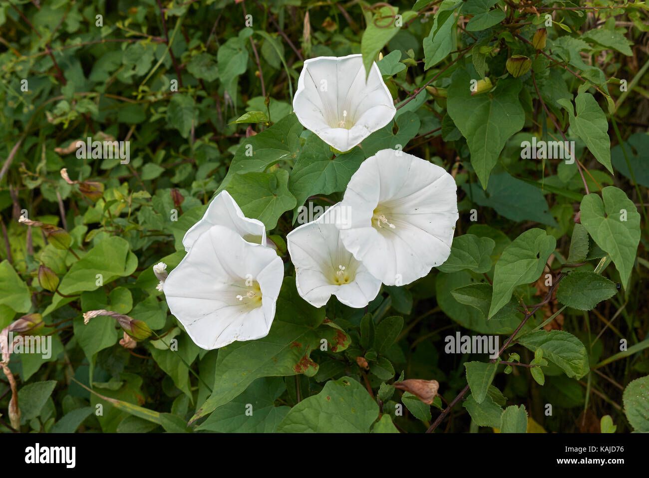 Calystegia sylvestris hi-res stock photography and images - Alamy