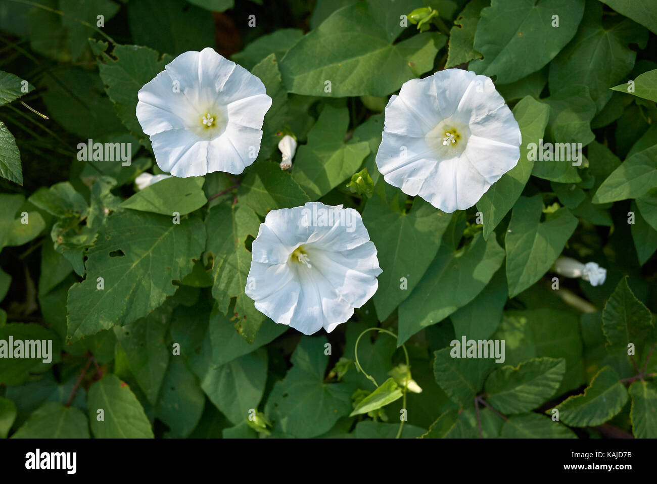 Calystegia Silvatica High Resolution Stock Photography and Images - Alamy
