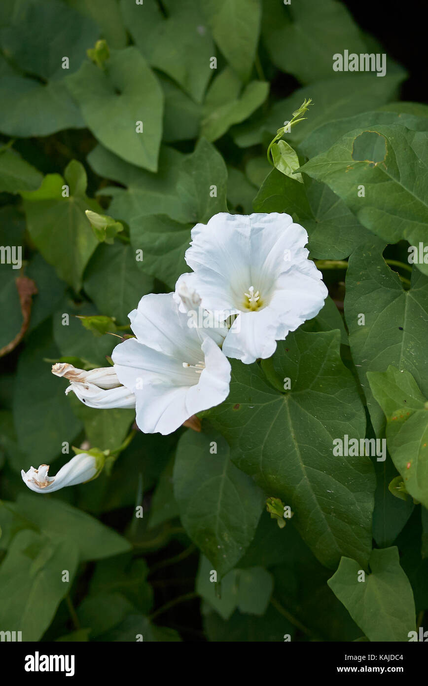 Calystegia Silvatica High Resolution Stock Photography and Images - Alamy