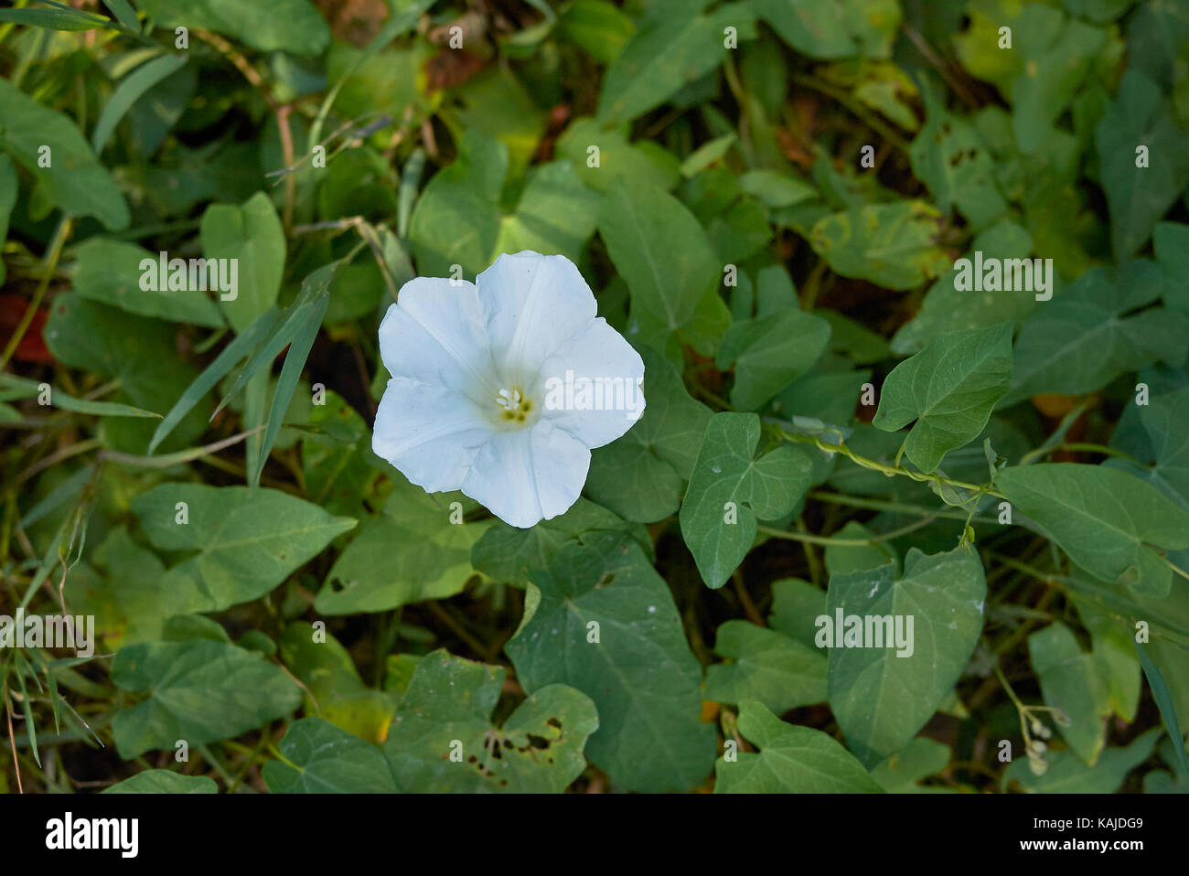 Calystegia sylvestris hi-res stock photography and images - Alamy