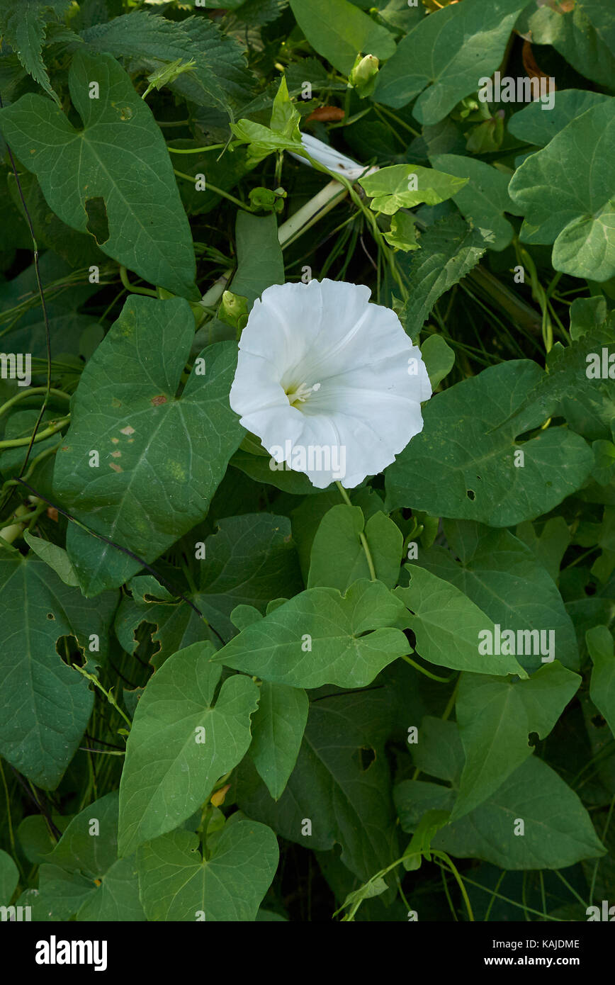 Calystegia Silvatica High Resolution Stock Photography and Images - Alamy
