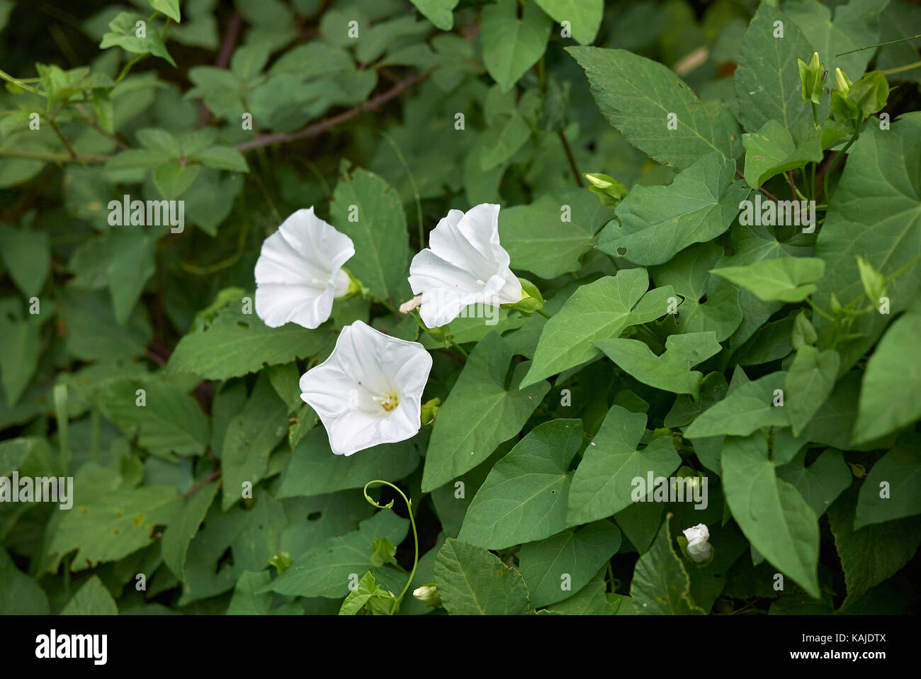 Calystegia sylvestris hi-res stock photography and images - Alamy