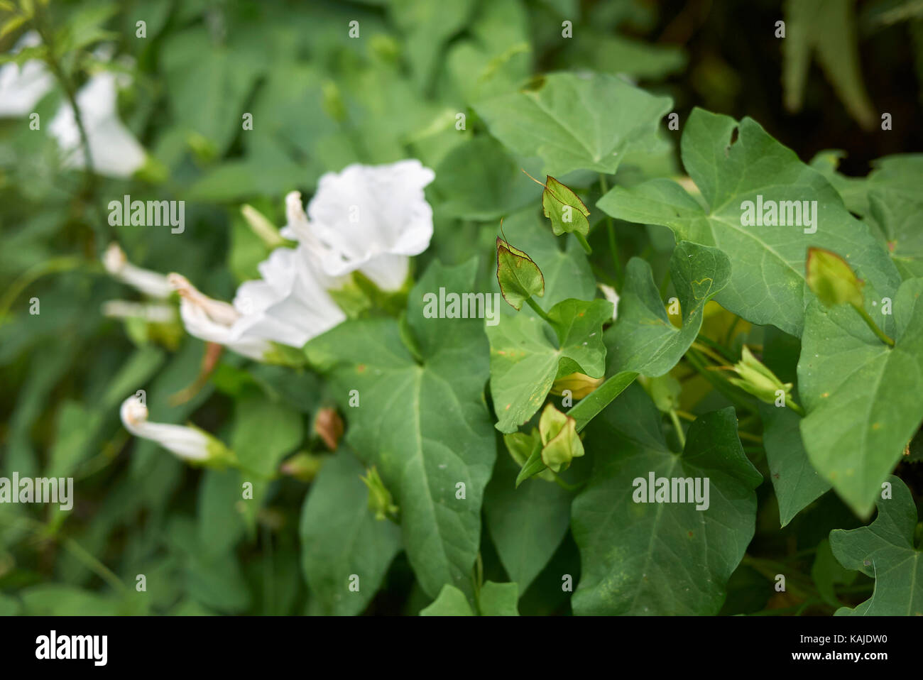Calystegia Silvatica High Resolution Stock Photography and Images - Alamy