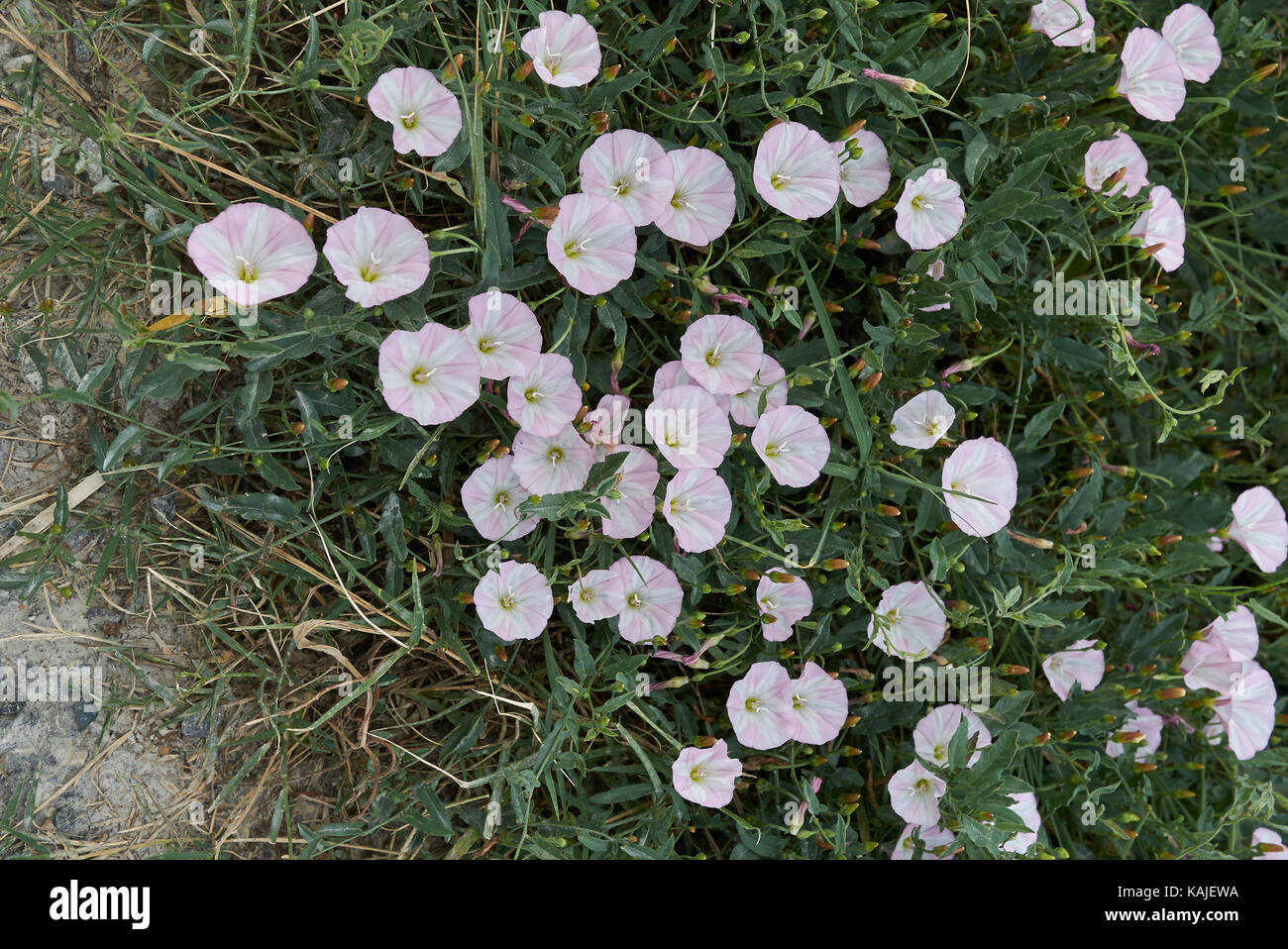 Creeping Climbing High Resolution Stock Photography and Images - Alamy