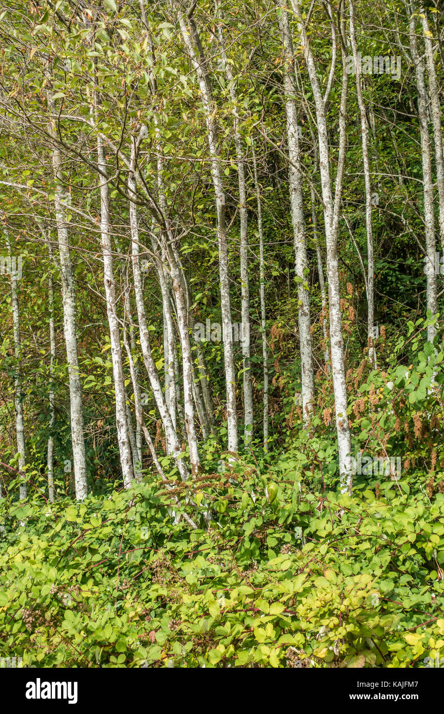 A view of Alder trees in the Pacific Northwest Stock Photo - Alamy