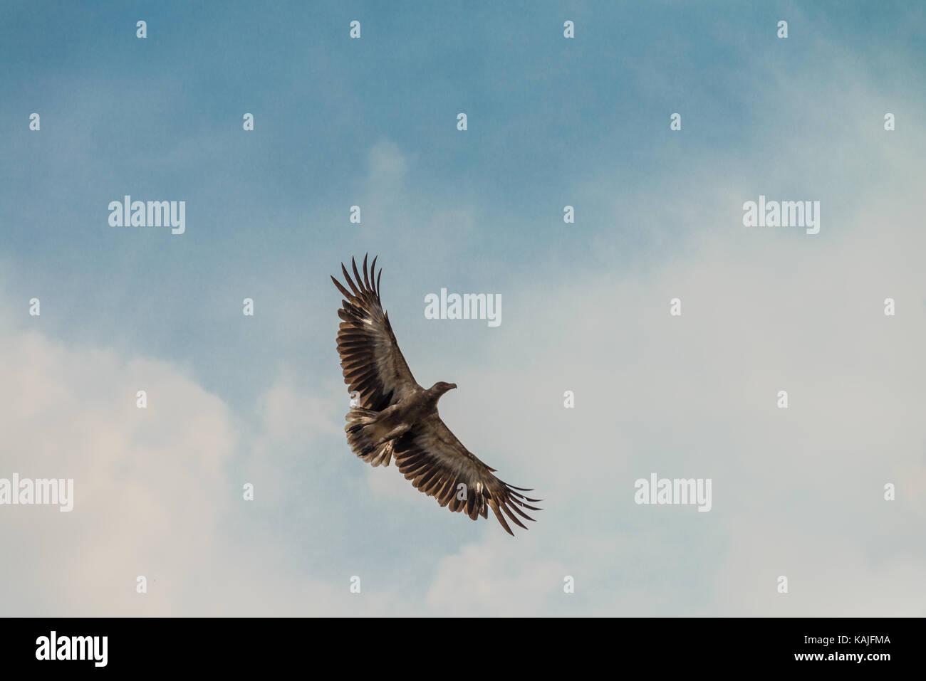 Ave planeando hi-res stock photography and images - Alamy