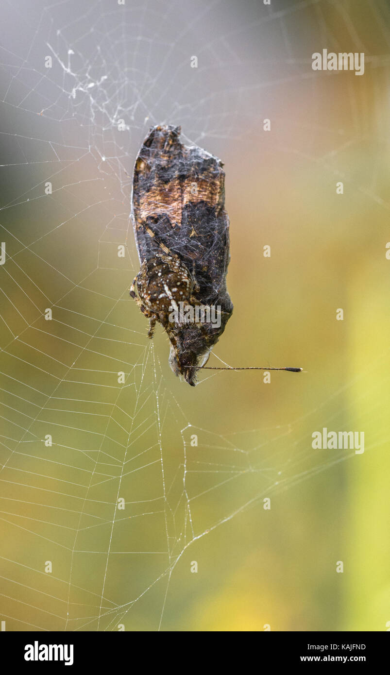 Female garden Spider with captive Small Tortoiseshell butterfly Stock ...
