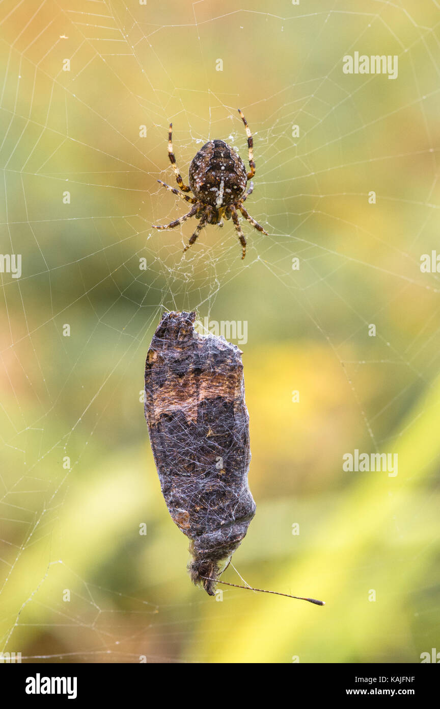 Female garden Spider with captive Small Tortoiseshell butterfly Stock ...