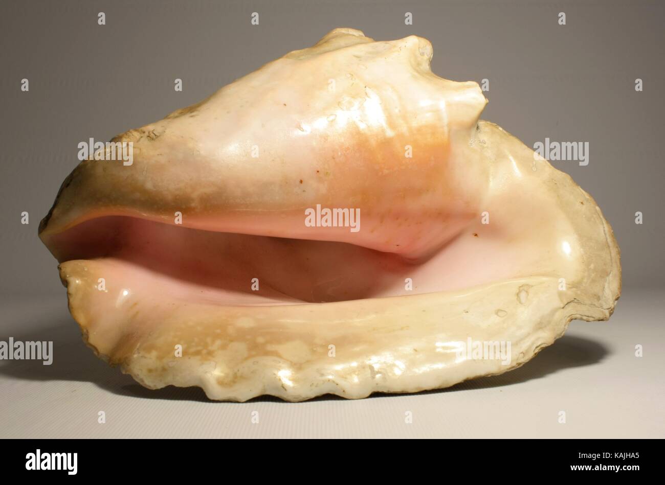 River shells hi-res stock photography and images - Alamy