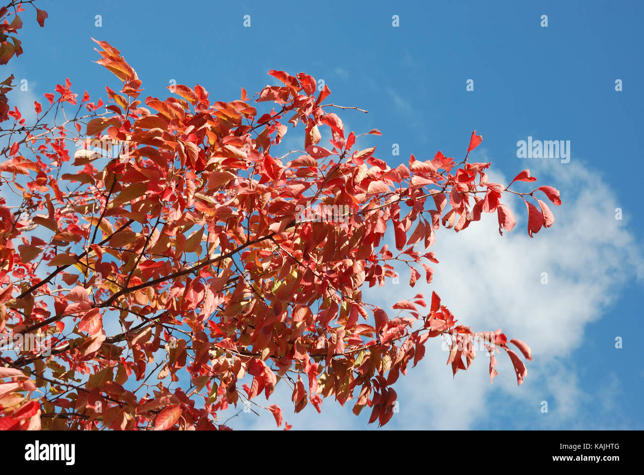 Tree in autumn colours Stock Photo - Alamy