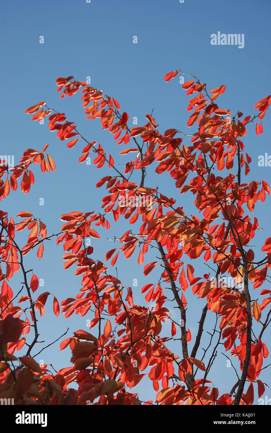 Tree in autumn colours Stock Photo - Alamy