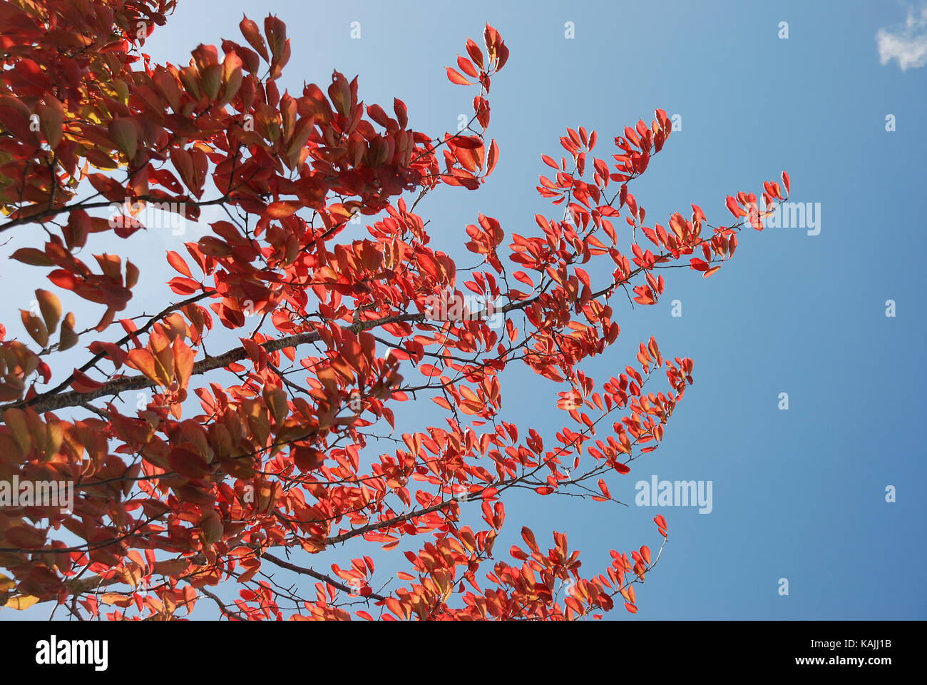 Tree in autumn colours Stock Photo - Alamy