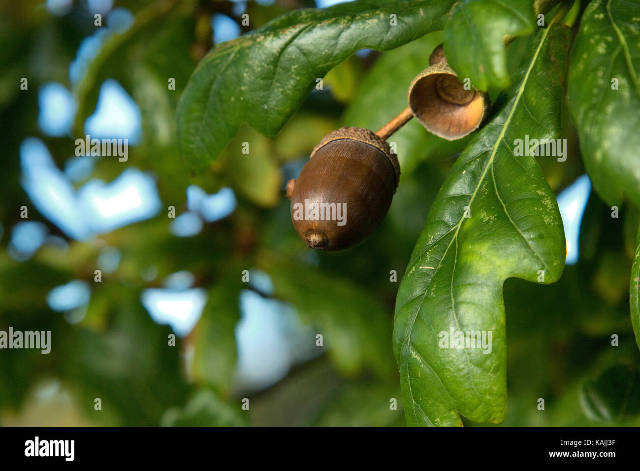 Oak tree Acorn Nut close-up Stock Photo - Alamy