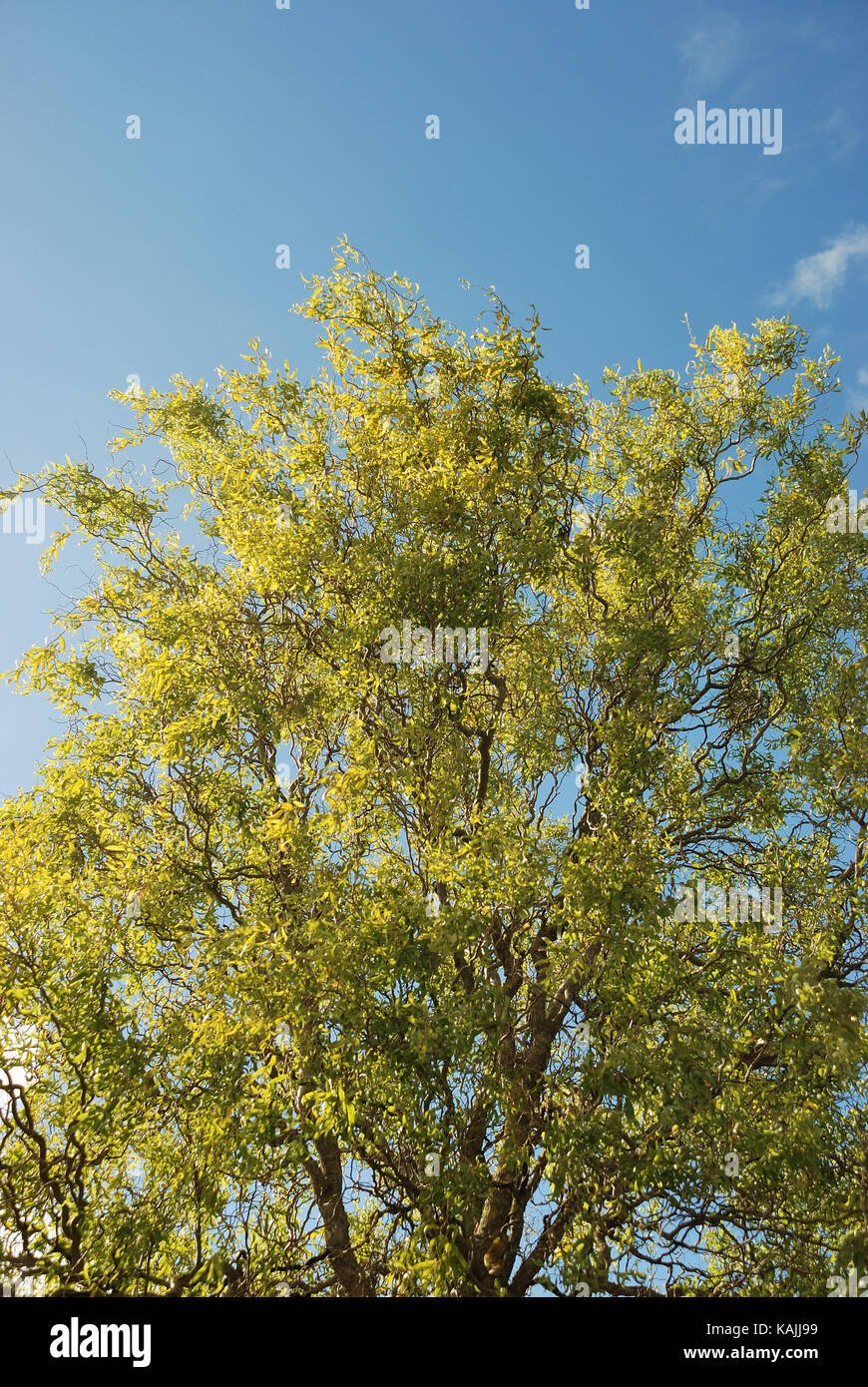 Tree in autumn colours Stock Photo - Alamy