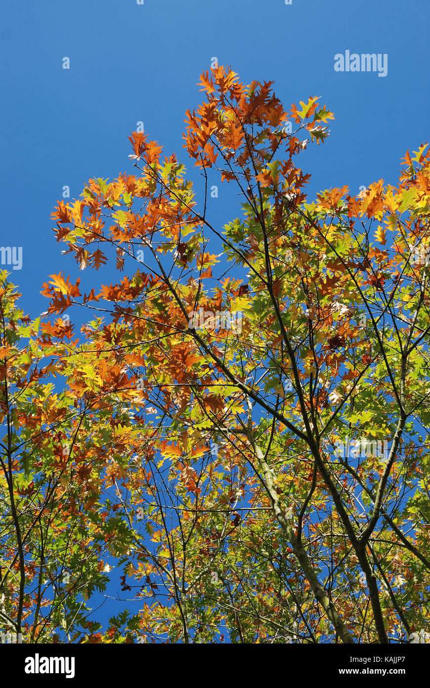 Tree in autumn colours Stock Photo - Alamy