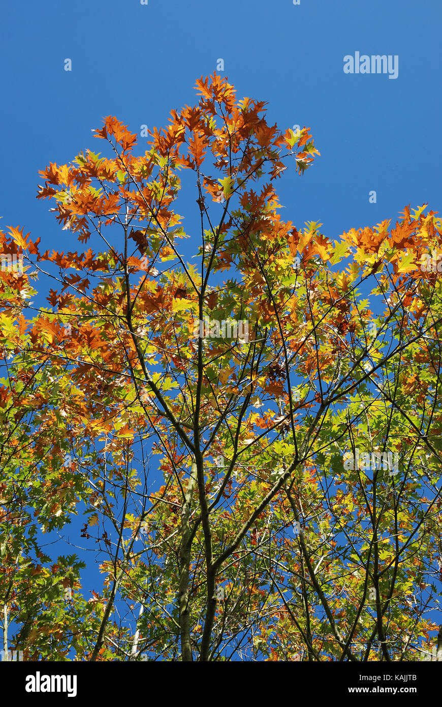 Tree in autumn colours Stock Photo - Alamy