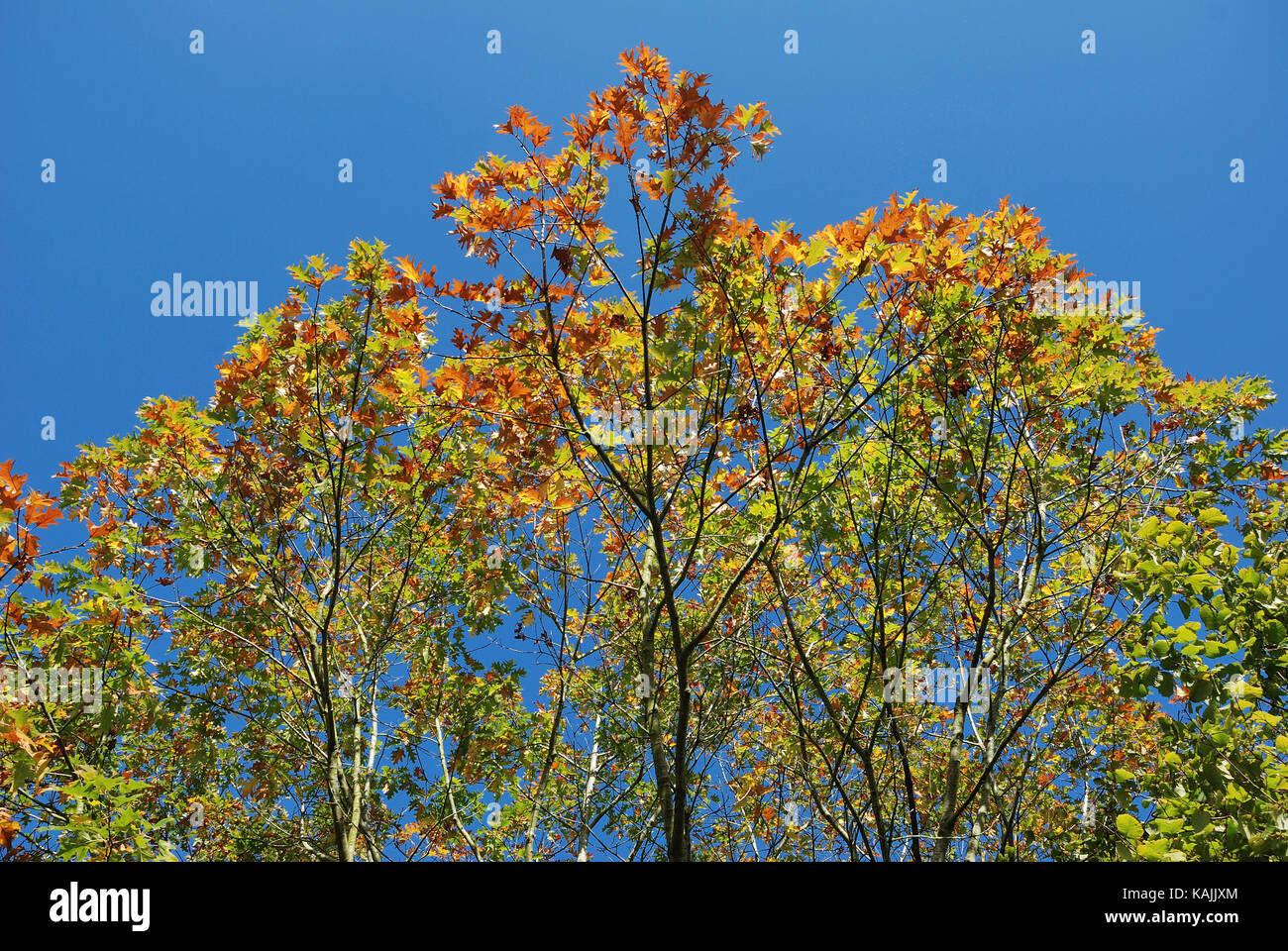 Tree in autumn colours Stock Photo - Alamy