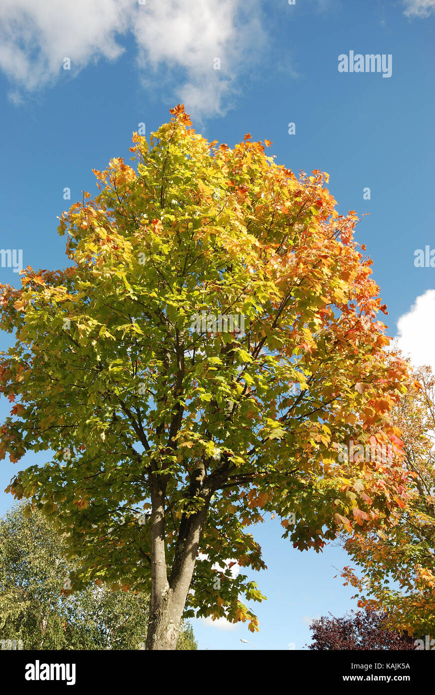 Tree in autumn colours Stock Photo - Alamy