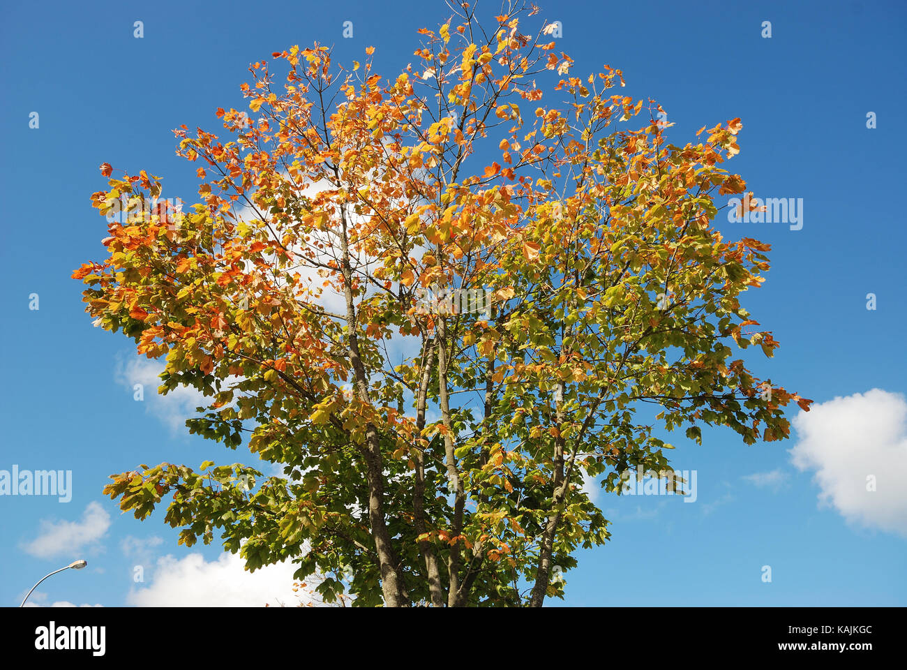 Tree in autumn colours Stock Photo - Alamy
