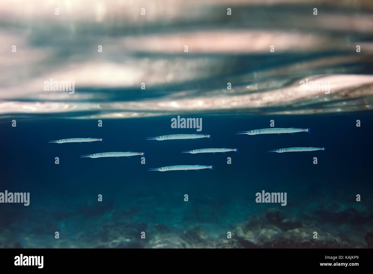 Shoal of fish in the pacific ocean hi-res stock photography and images ...