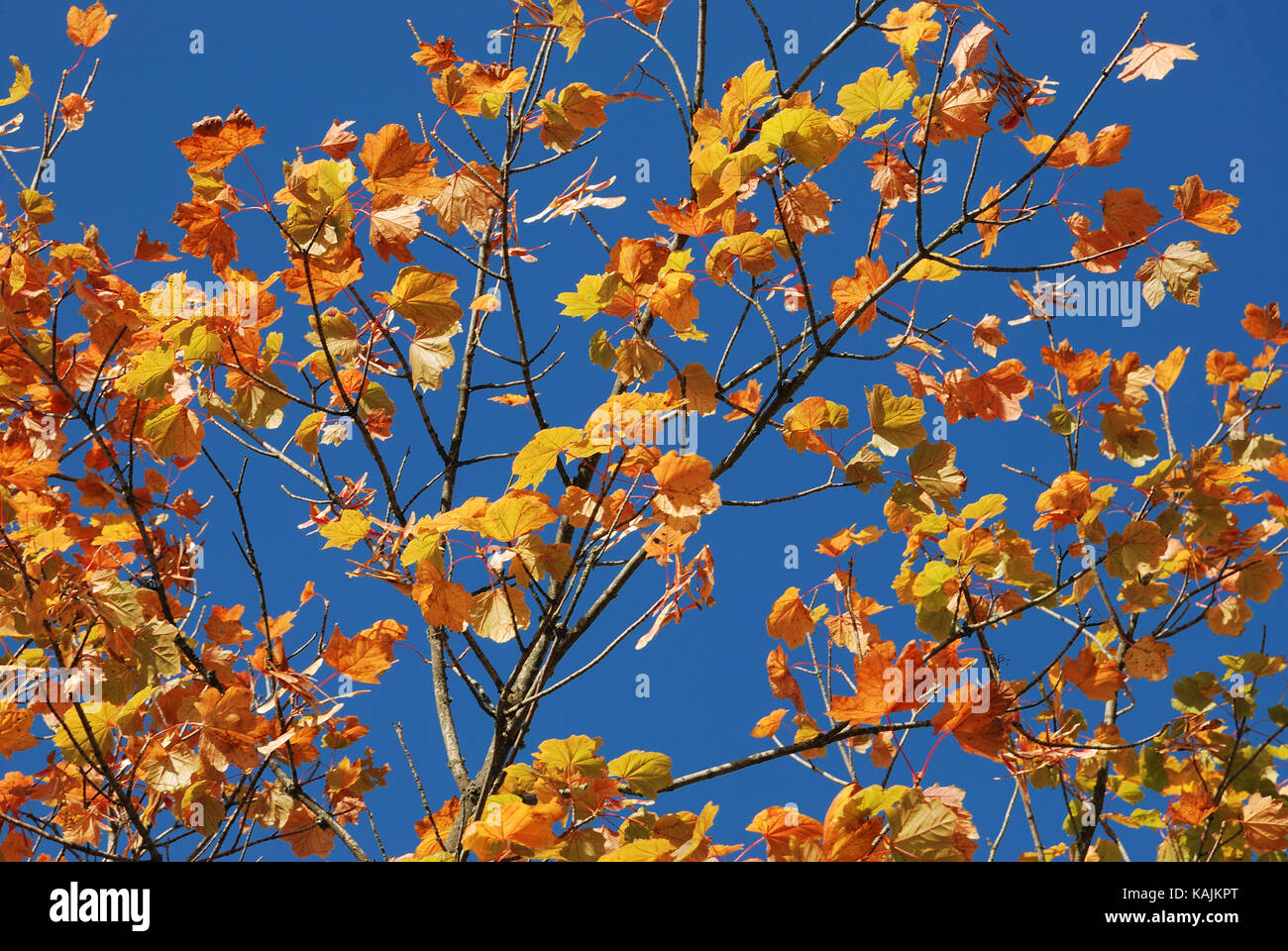 Tree in autumn colours Stock Photo - Alamy