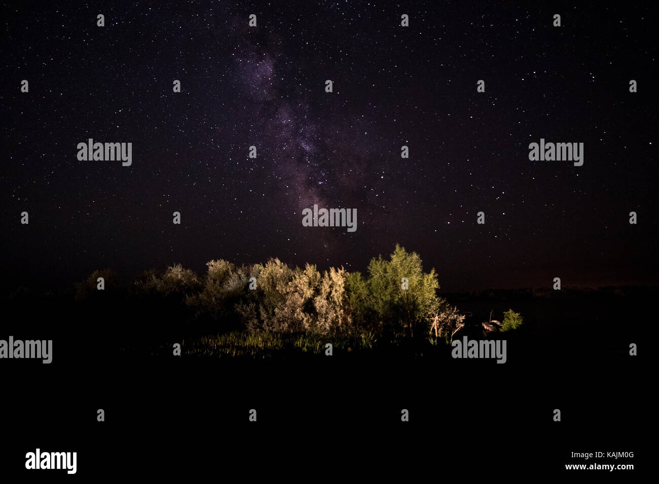 Milky way over trees Stock Photo - Alamy