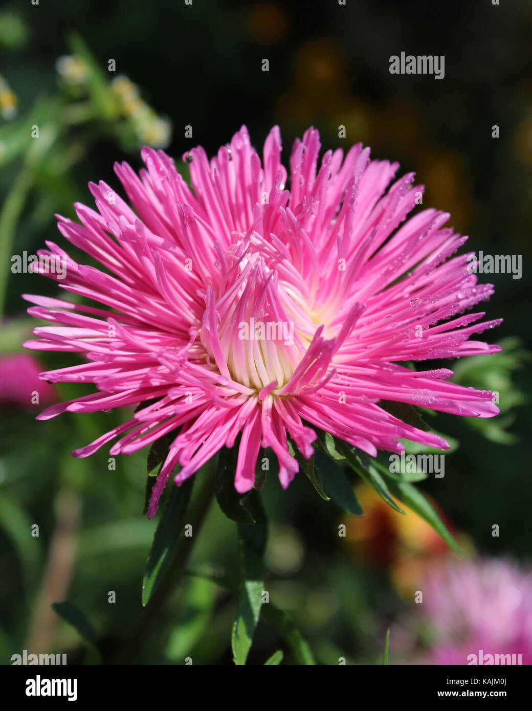 The beautiful pink flower of the dwarf Aster known as Aster Reine ...