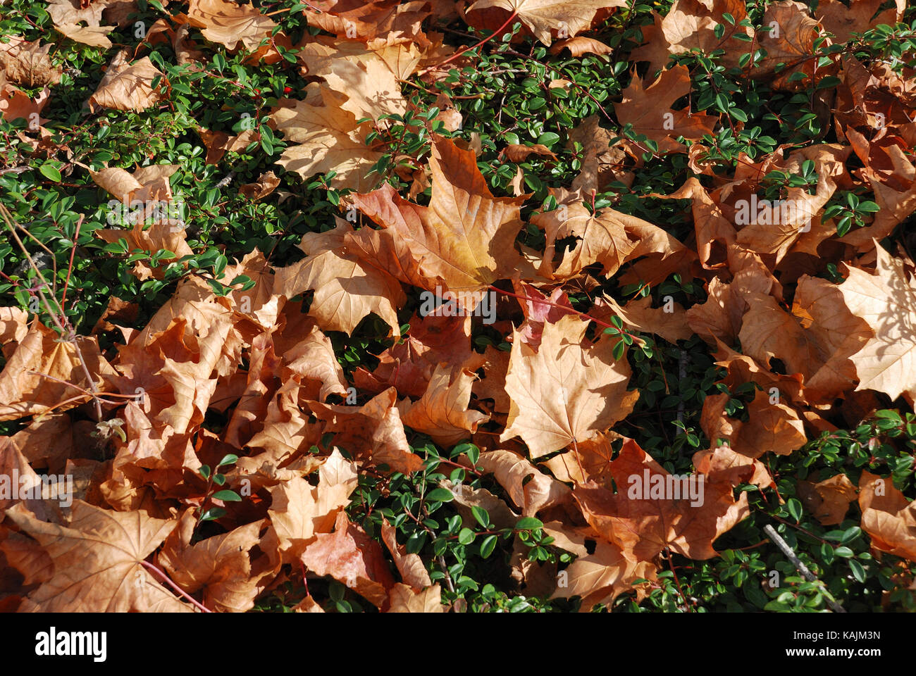 Dead leaves lying on ground Stock Photo - Alamy
