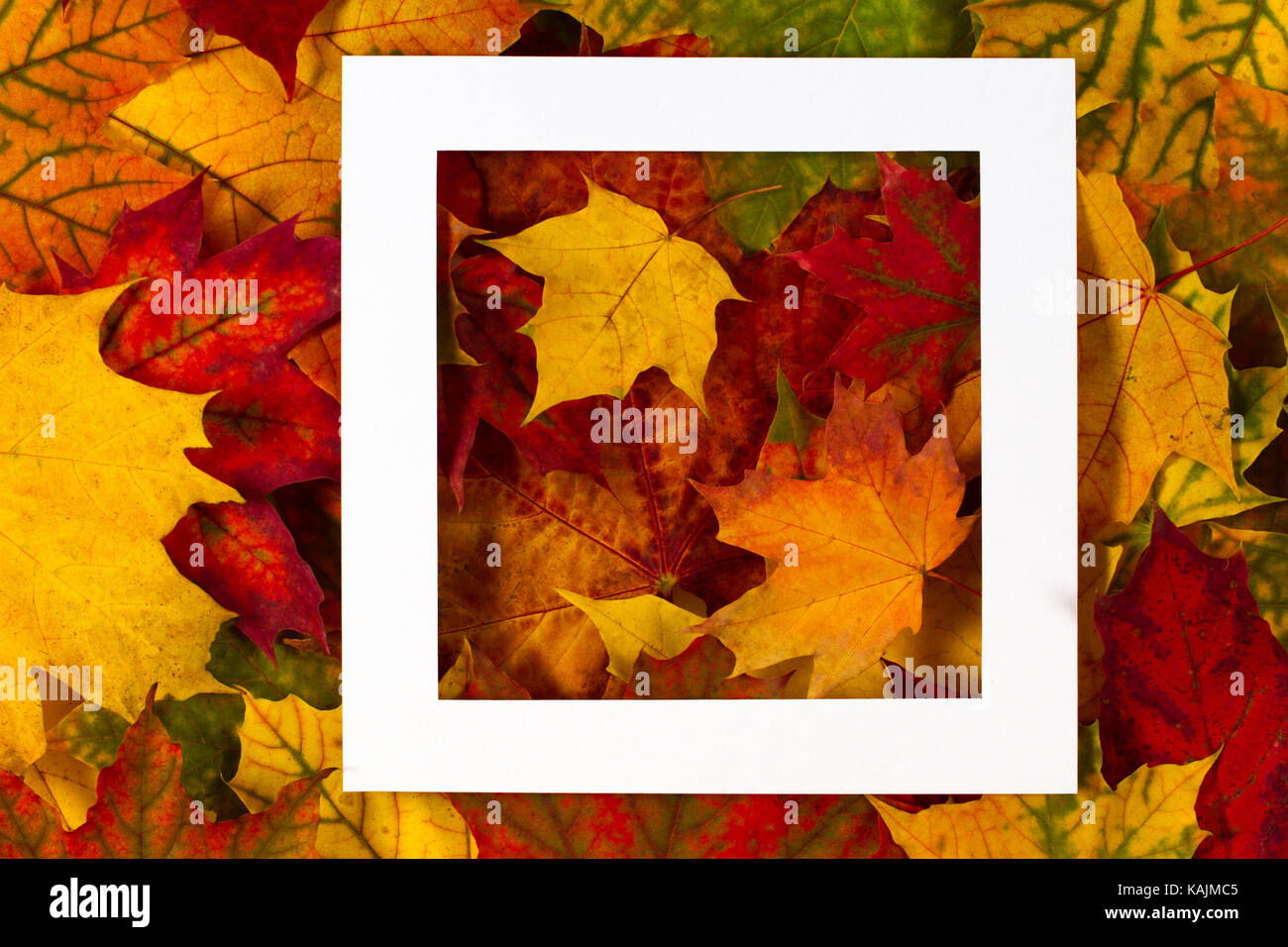 Creative layout made of colorful autumn fall leaves with white frame ...