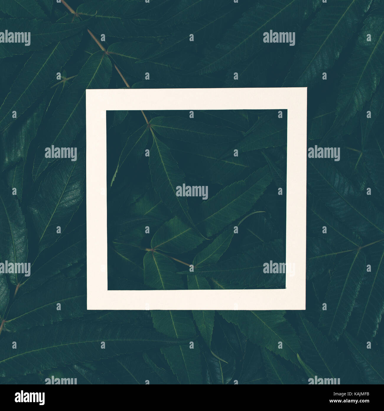 Creative layout made of green leaves with white frame. Top view, flat ...