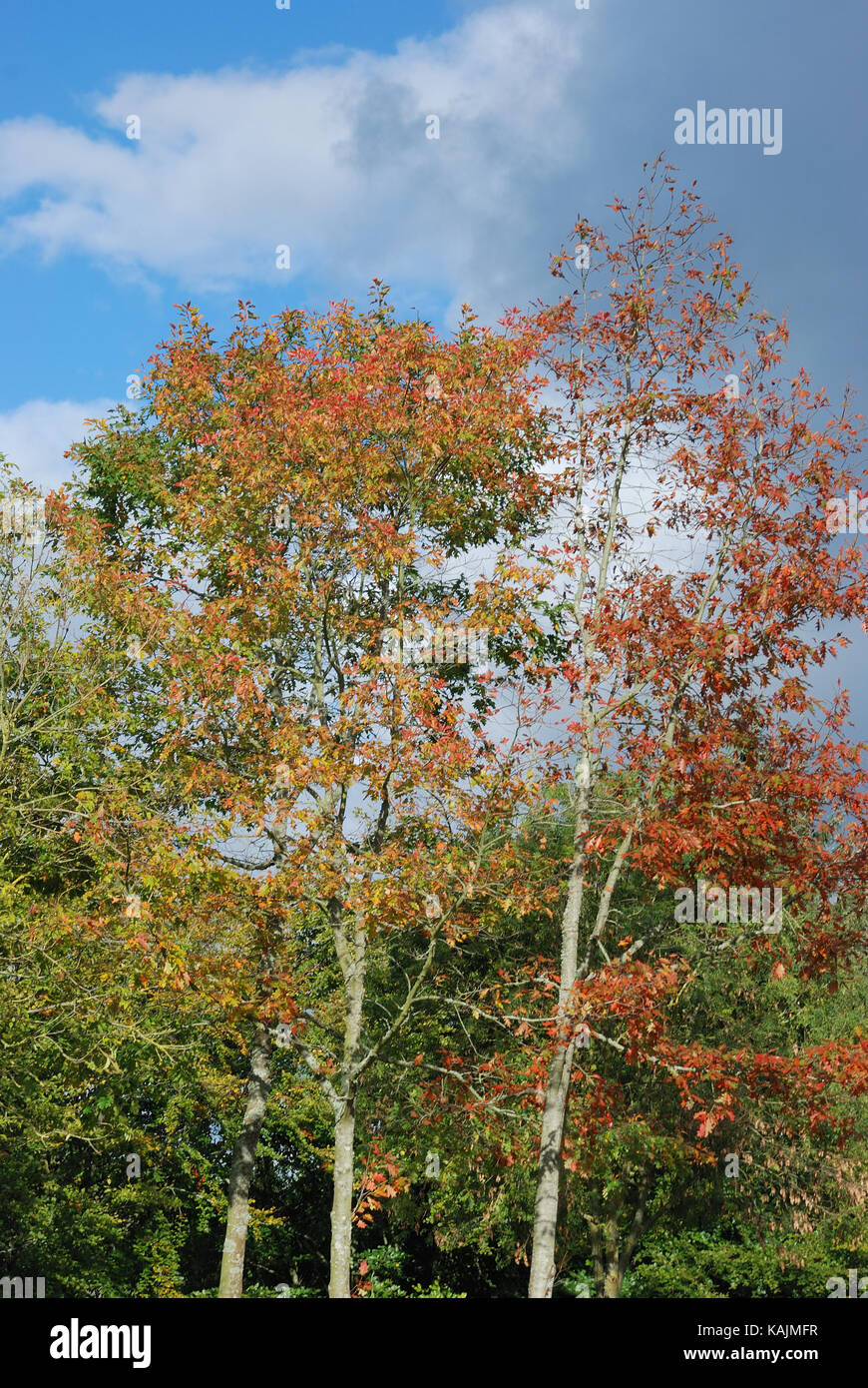 Tree in autumn colours Stock Photo - Alamy