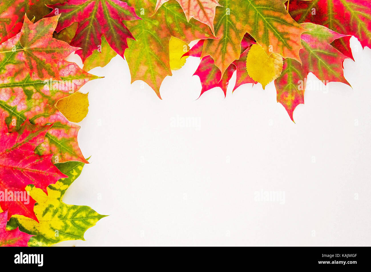 Colourful autumn fall leaves on white background Stock Photo - Alamy