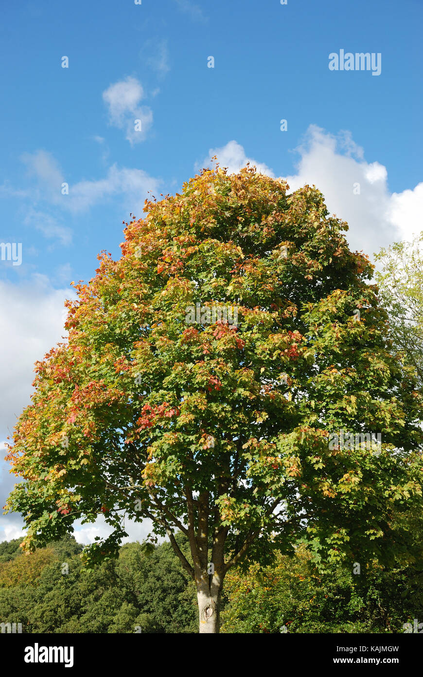 Tree in autumn colours Stock Photo - Alamy