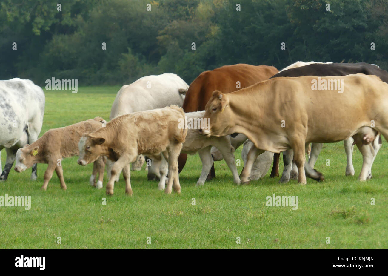 CATTLE in a mixed breed herd.Photo: Tony Gale Stock Photo - Alamy