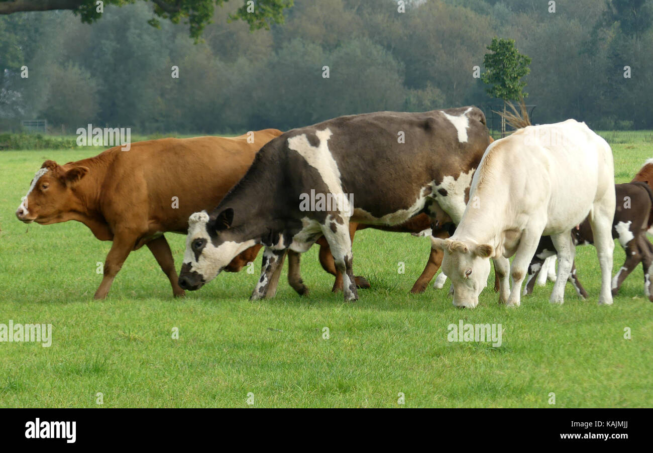CATTLE in a mixed breed herd.Photo: Tony Gale Stock Photo - Alamy