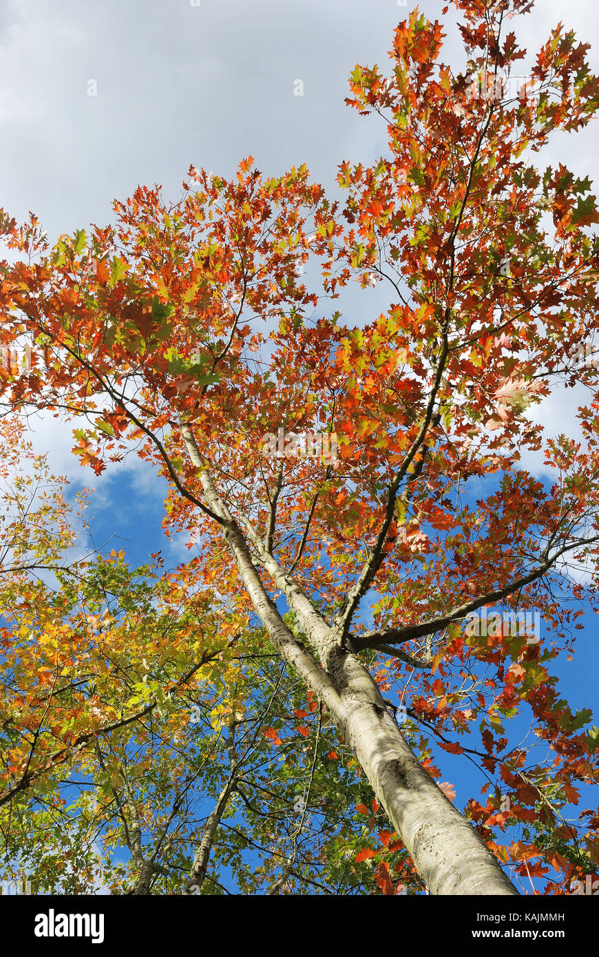 Tree in autumn colours Stock Photo - Alamy